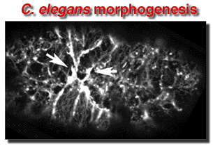 C. elegans Morphogenesis